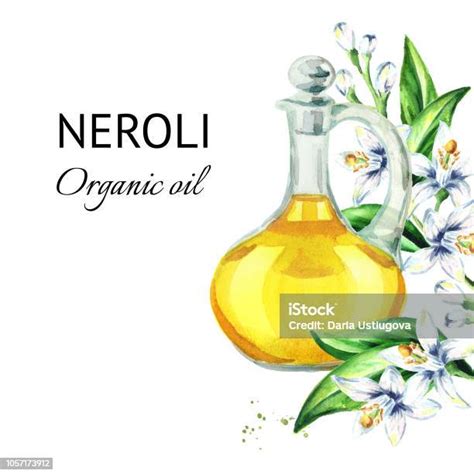 Neroli 꽃과 유기 핵심이 석유의 유리입니다 흰색 배경에 고립 수채화 손으로 그린 그림 꽃 식물에 대한 스톡 벡터 아트 및