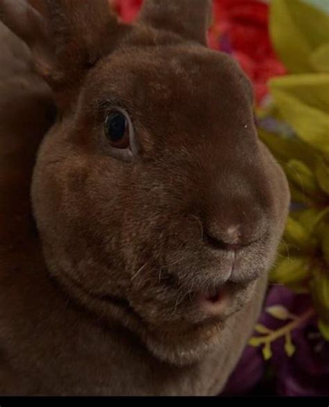 Mouf Rmouf