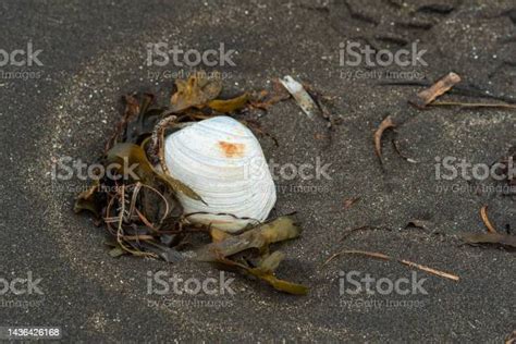 조류와 다른 유기 해양 쓰레기 사이의 해변에 검은 화산 모래에 서핑 조개 껍질 0명에 대한 스톡 사진 및 기타 이미지 0명 갑각류 검은색 Istock