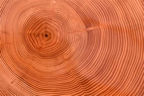 Douglas Fir Us Timber™