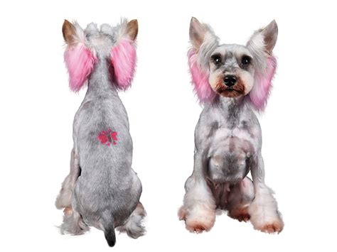 雪納瑞SCHNAUZER熱門造型 HotPets 哈寵誌
