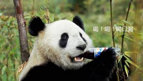 熊猫在动物园内撸串游客担心它被竹签扎奶爸的回答亮了 宠界新闻