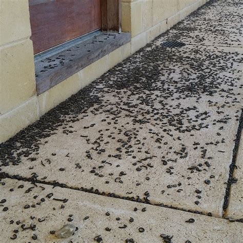 Diy Nematode Kit And Light Trap Combo Portuguese Millipede Control