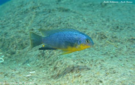 Tropheops Malawi Cichlidy Cz