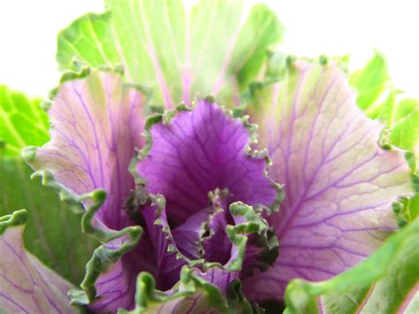 Brassica Purple Brassica Flowers And Fillers Flowers By Category