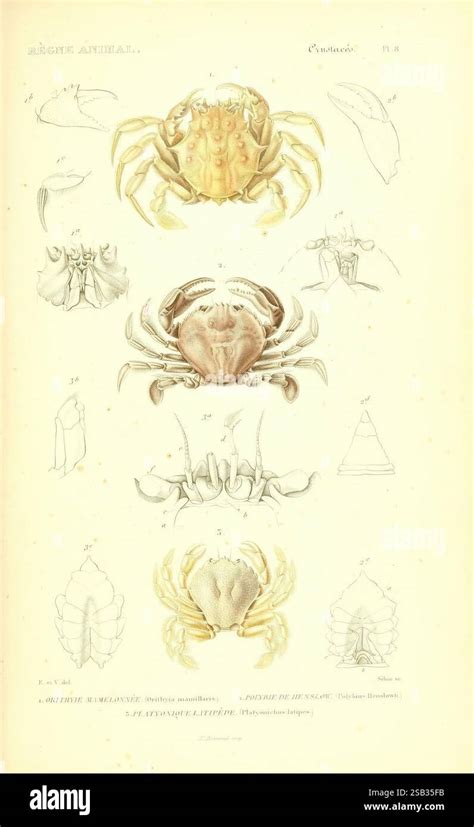 Labeled Section Highlights Distinct Morphological Traits Hi Res Stock