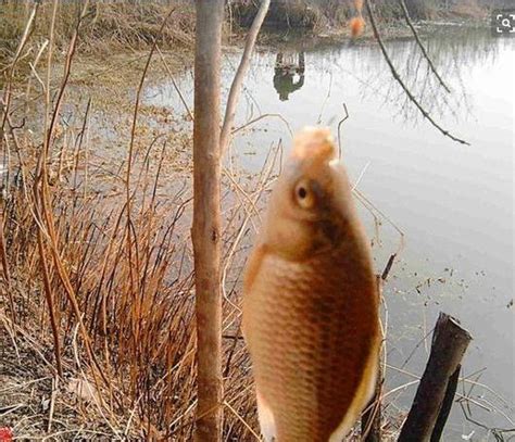 冬季釣鯉魚鯽魚最好的打窩餌料配方和技巧都在此 每日頭條