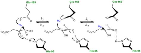 Triosephosphate Isomerase Alchetron The Free Social Encyclopedia