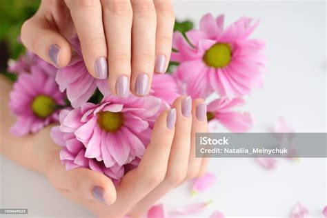 흰색 배경에 손톱과 분홍색 꽃에 분홍색 매니큐어와 여자의 손 꽃 식물에 대한 스톡 사진 및 기타 이미지 꽃 식물 꽃잎 데이지속 Istock