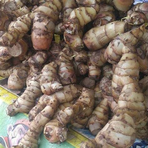 Jual Umbi Ganyong Umbi Ganyong Putih Umbi Ganyo Super Umbi Ganyong Segar Per500gram Terlaris