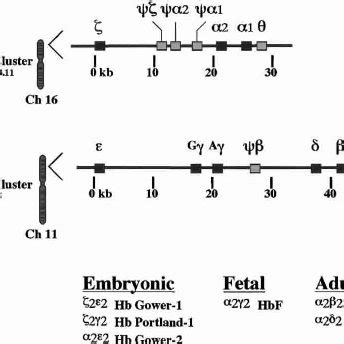 PDF Regulation of α Globin mRNA Stability