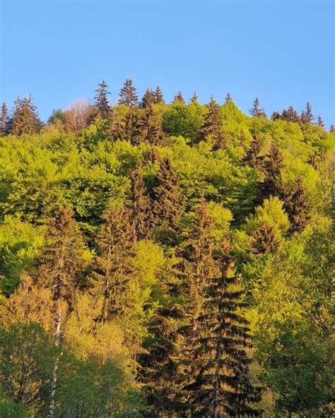 Хижа Витоша през юни е свежа прохладна и примамва със зеленината на