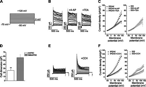 Patch Clamp Analysis Of Smhafscs A B Voltage Step Stimulation