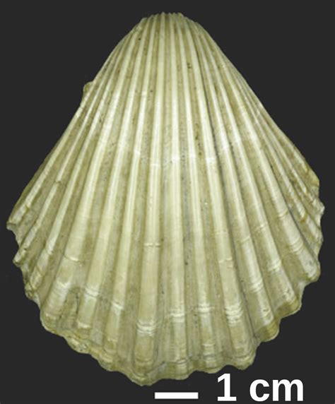 Cretaceous Bivalves Gallery Sam Noble Museum