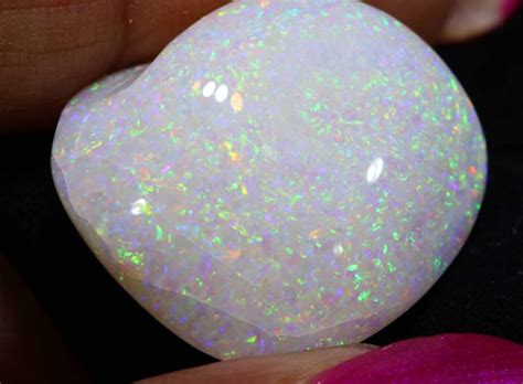 31 10 Cts Opalised Fossil Clam Shell Fo 1012 Clam Shell Fossil Shells
