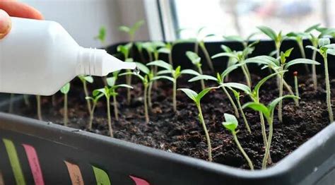 Перекись водорода идеально подходит в качестве первой подкормки рассады помидор и перца и вот