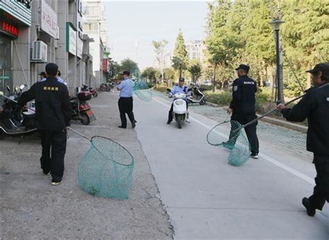 浙江衢州对城市不文明养犬动真格 养狗要登记 遛狗要牵绳 规定时间之外不得遛狗 中国网