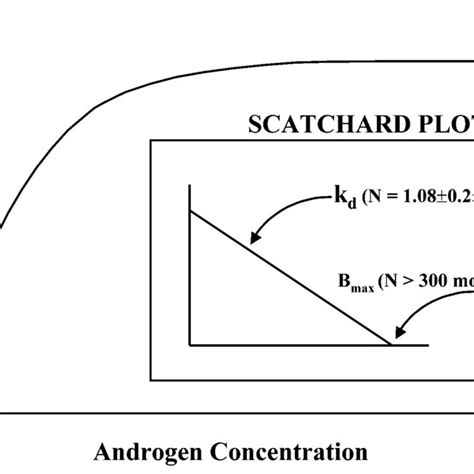 Saturation Curve Of Androgen Binding In Genital Skin Fibroblasts The Download Scientific