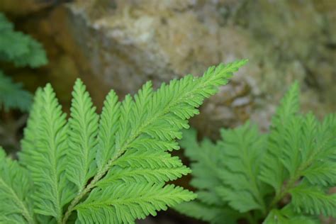 녹색 고사리 잎의 클로즈업은 무성하고 우아한 모습을 만드는 깃털 같은 아치형 잎이 특징입니다 이 관엽 식물은 그늘진 환경에서 번성합니다 0명에 대한 스톡 사진 및 기타