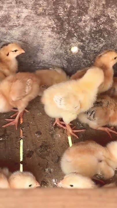 병아리 키우기 Youtube