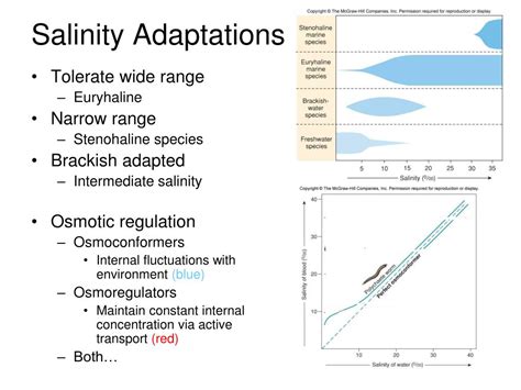 Ppt Estuaries Powerpoint Presentation Free Download Id1108420