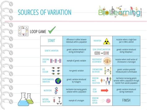 Sources Of Variation Loop Game Ks5 Teaching Resources