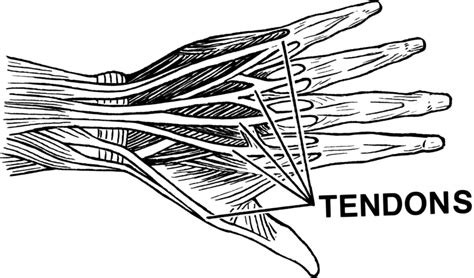 Difference Between Tendon And Ligament Definition Structure Function Comparison