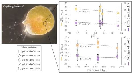 Minerals Free Full Text Controls On Lithium Incorporation And
