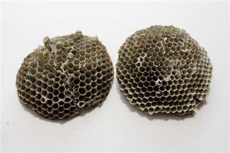Identifying And Removing Wasp Nests In The Home Bug Busters