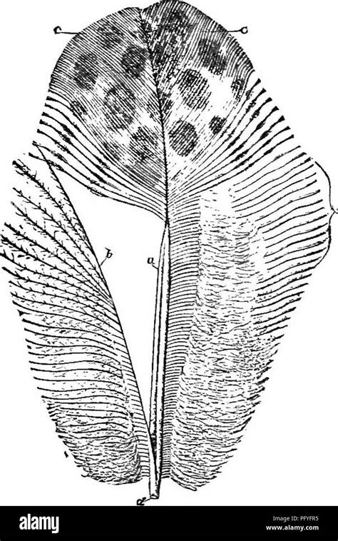 This Key Provides Concise Descriptions And Classifications For All