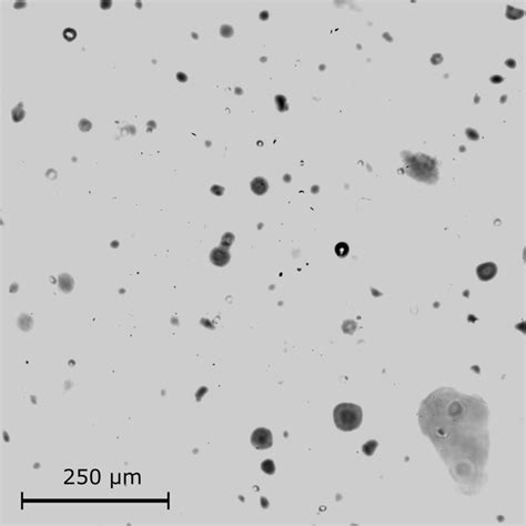 Snapshot Of Oil Droplets In A Liquid Download Scientific Diagram