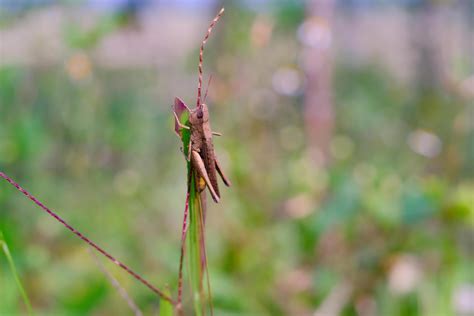 Photograph Of Brown Grasshopper Perched At The End Of A Weed Stalk Background Of Beautiful And