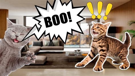 Scared And Startled Cats Compilation Best Of 2021 Reaction Youtube