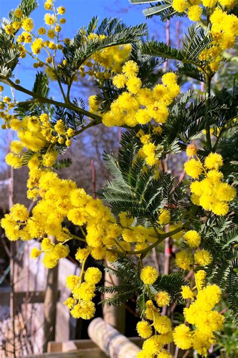 Mimosa Plant Nursery Garden Center Mimosa Tree