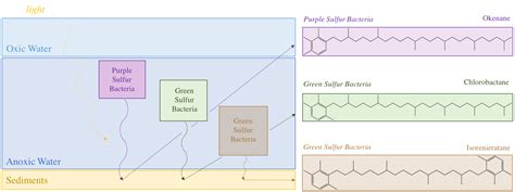 Purple Sulfur Bacteria
