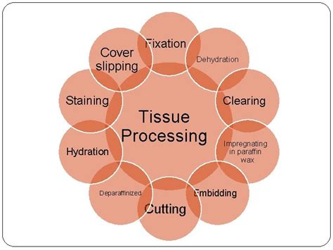 Lab 2 Tissue Processing Objectives What Is Tissue