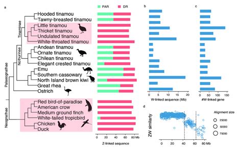 Identification Of Sex Linked Sequences Of Birds A The Phylogeny