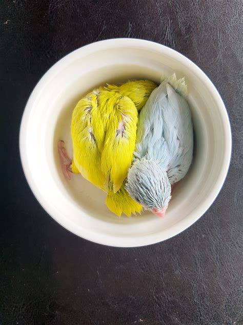 ️ ตังค์เต็ม เบิร์ด คอนซูเมอร์ By ตังค์เต็มฟาร์มบ้านฟอพัส