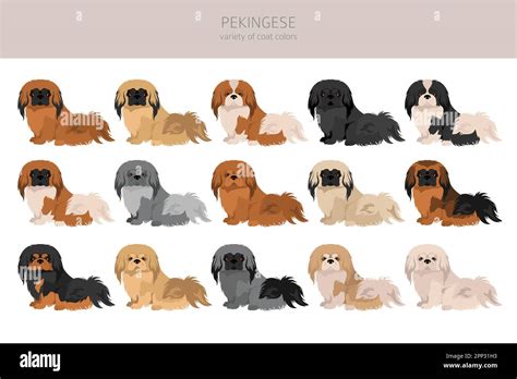 Pekingese Dog Clipart Different Poses Coat Colors Set Vector