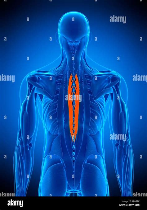 Thoracic Vertebrae Muscles