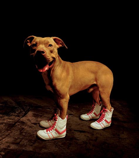 Питбуль одежда (58 фото) - картинки sobakovod.club