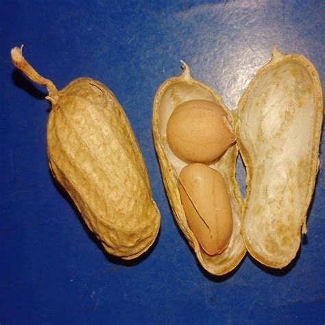 Whole Raw Peanut At Rs 140 Kg Raw Peanut In Anantapur Id 2849749934355