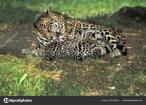 Jaguar Panthera Onca Madre Lamiendo Cachorro Lamiendo Cachorros