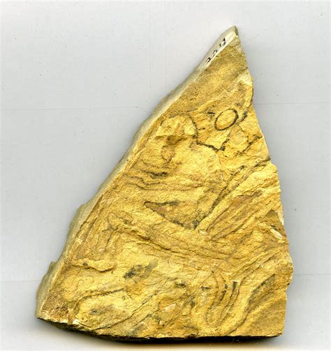 Burrows Fossil Id The Fossil Forum