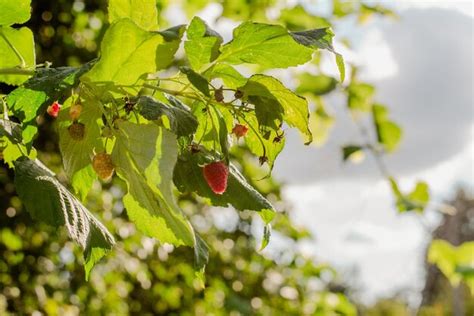 Premium Photo Raspberry Berries Raspberry Bush In Sunlight