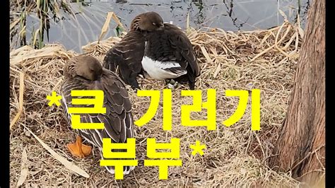 큰 기러기 부부 기러기부부 휴식 Youtube