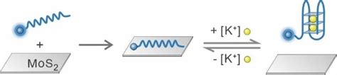 A One‐step Fluorescence Sensor Based On Molybdenum Disulfide Nanosheets