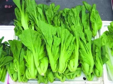 贵州芥菜贵州节菜贵州青菜第10页大山谷图库
