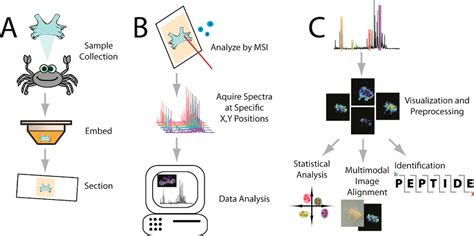 Figure 1 From Mass Spectrometry Imaging A Review Of Emerging Advancements And Future Insights