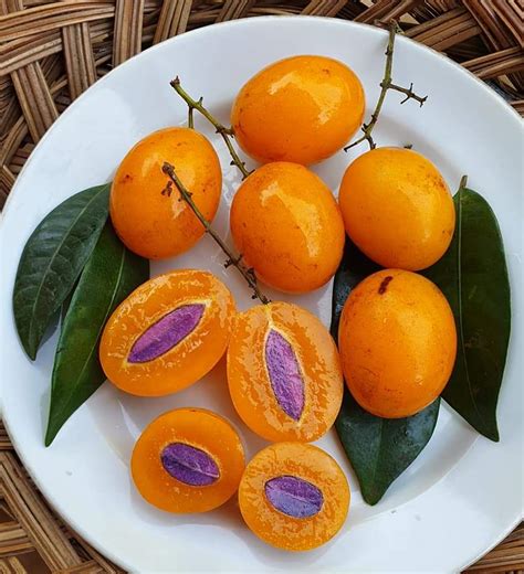 Find Out The Benefits Of Bouea Macrophylla Fruit As A Health Supplement Center For Botanicals